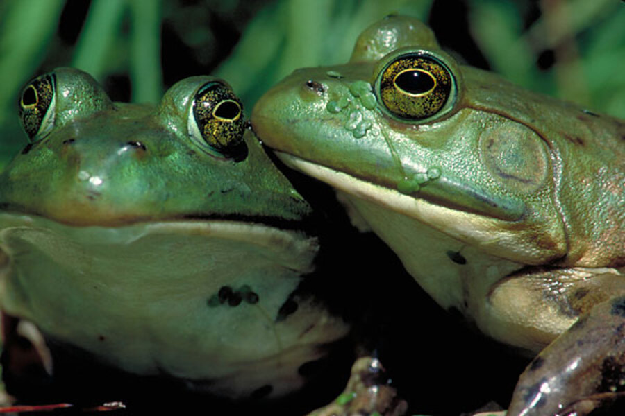 Don't Fear the Leaper: A world of frogs - CSMonitor.com