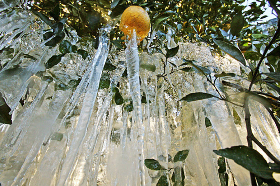 Frozen in Florida - CSMonitor.com