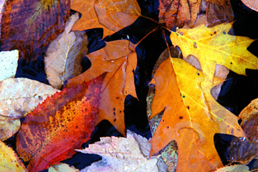 Fall Foliage: Monitor photos through the years - CSMonitor.com