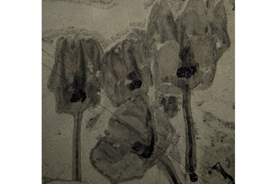 Ancient tulip-like creature had bizarre gut - CSMonitor.com