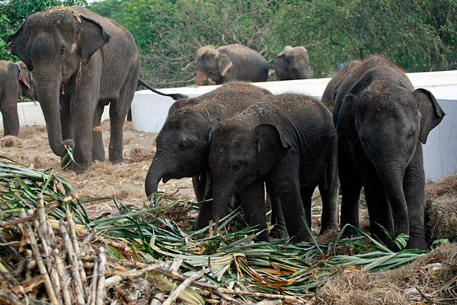 Scientists reveal secret of humongous mammals - CSMonitor.com