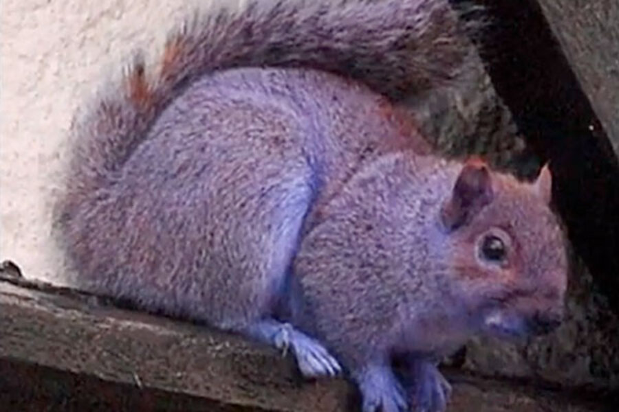 Purple squirrel spotted in Pennsylvania. Did it fall into a portable ...