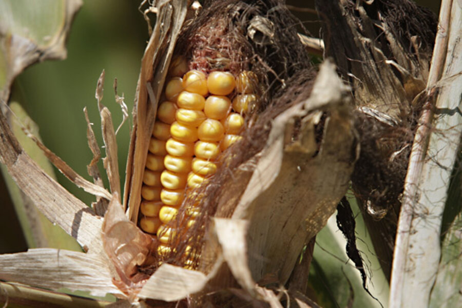 Why we're paying more for corn - CSMonitor.com