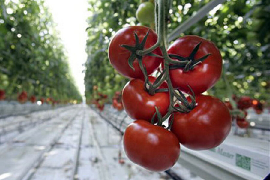 Decoding tomato DNA: Genetics could yield sweeter fruit - CSMonitor.com