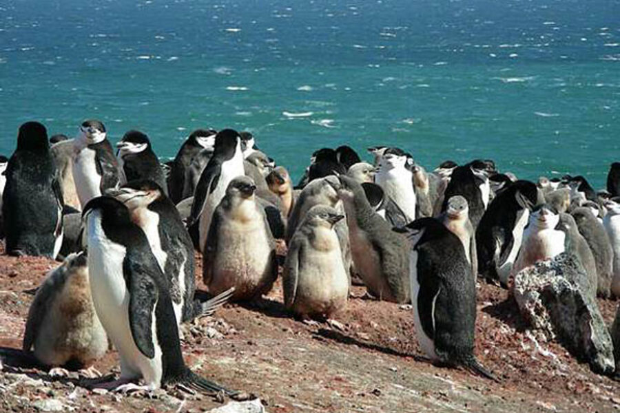 Is global warming responsible for chinstrap penguin decline ...