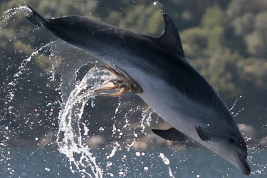 Octopus photographed clinging tenaciously to dolphin's nether parts ...