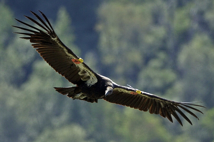 Condors threatened by 'epidemic' lead poisoning from hunters' bullets ...