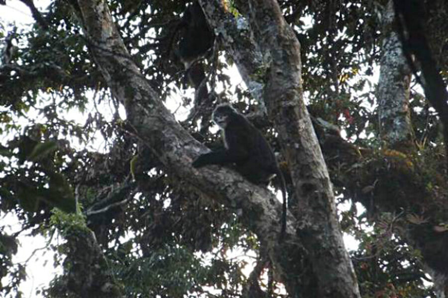 At last, scientists provide photographic evidence of sneezing monkeys ...