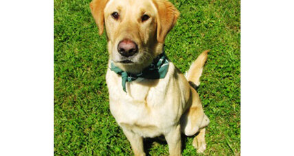 Albie, the 'world's sweetest dog,' makes dad feel needed again ...