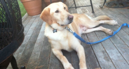 Albie, the 'world's sweetest dog,' makes dad feel needed again ...