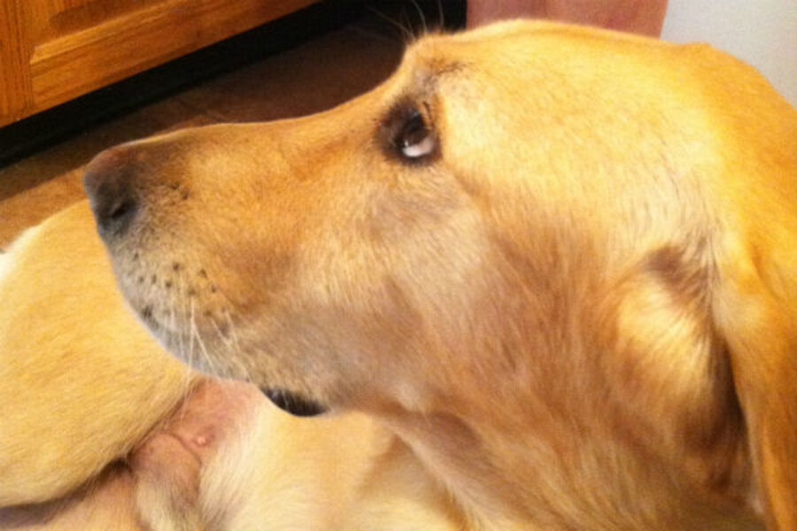Albie, the 'world's sweetest dog,' makes dad feel needed again ...