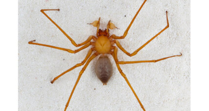 100-million-year-old fossil reveals ancient spider attack in progress ...