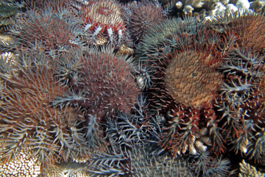 Great Barrier Reef declining faster than ever, coral cover could be 5 ...