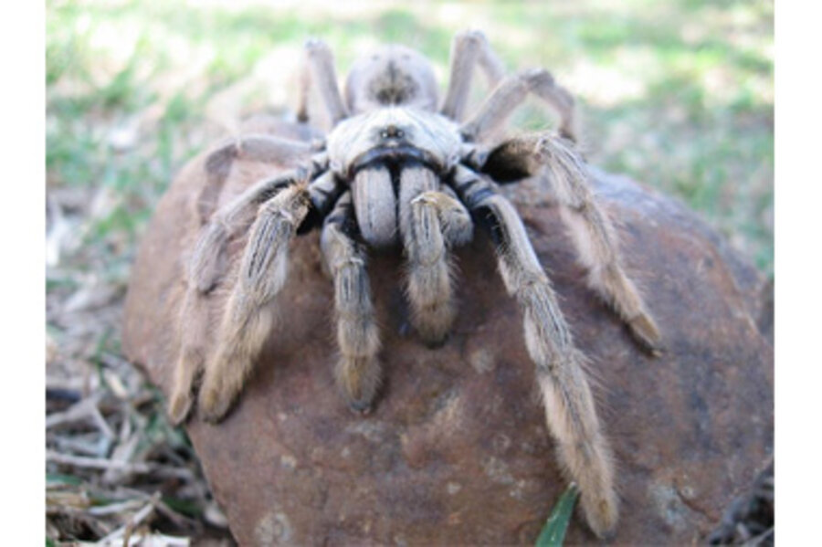 What influenced Bilbo's encounter with the spiders of Mirkwood and ...