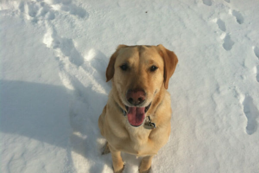 Rescue dog: Albie takes to the snow with vigor and confusion ...