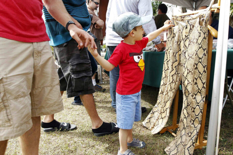 68 pythons found in Florida Python Challenge snake hunt - CSMonitor.com