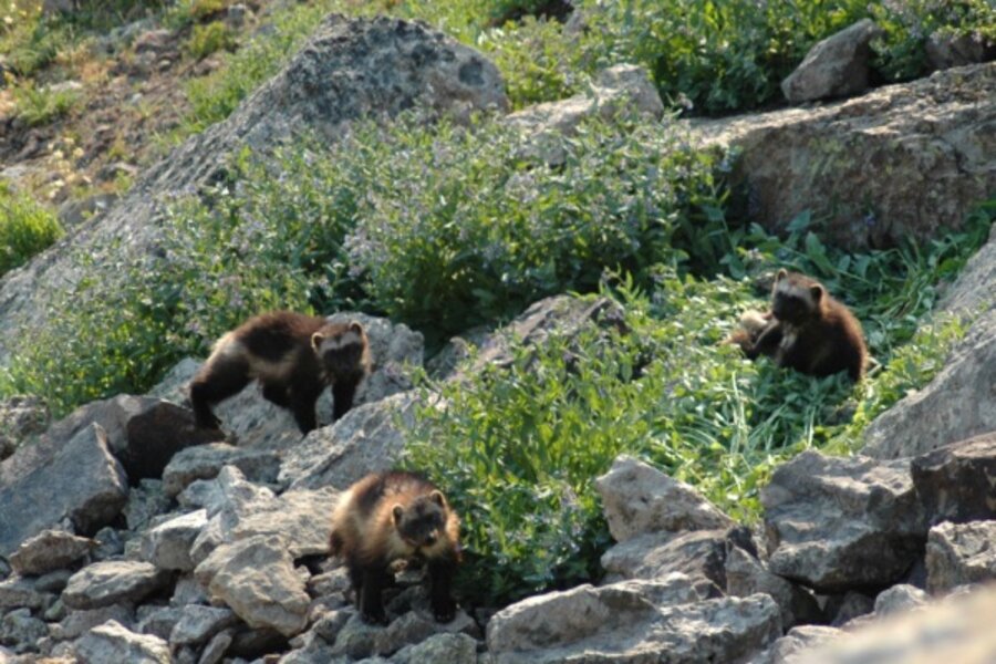 Climate change's latest victim: the wolverine - CSMonitor.com