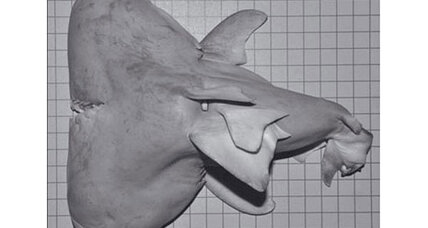 Scientists unravel mystery of cannibal shark embryos - CSMonitor.com