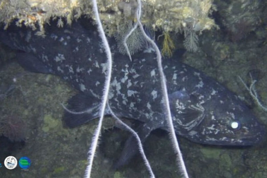 Primitive fish may shed light on evolution of limbs - CSMonitor.com