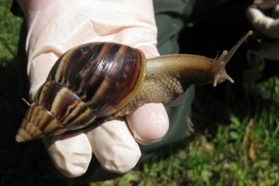 Giant snail invasion hits South Florida. Gooey mess. - CSMonitor.com