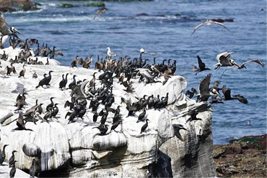 Poop in paradise: The smell of (environmental) success? - CSMonitor.com