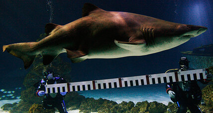 How the con artist cuckoo finch begs off parenting - CSMonitor.com