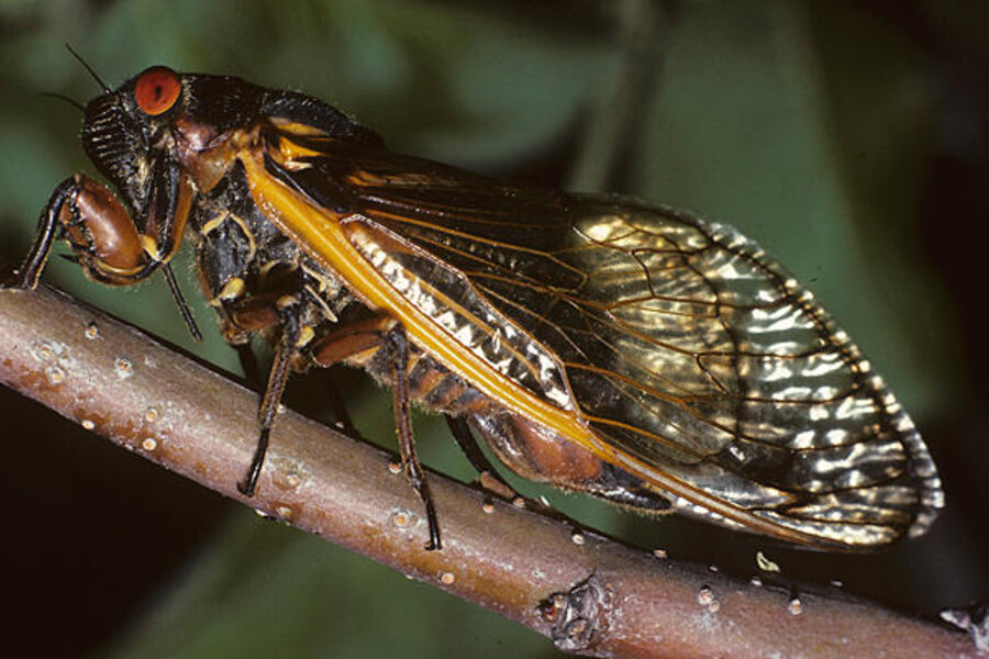 Cicadas return: How do they know when it's time to emerge? - CSMonitor.com