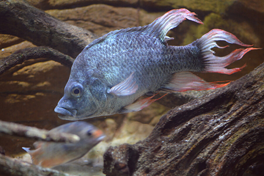 Fish seeks mate: London Zoo seeking open-minded female cichlid ...