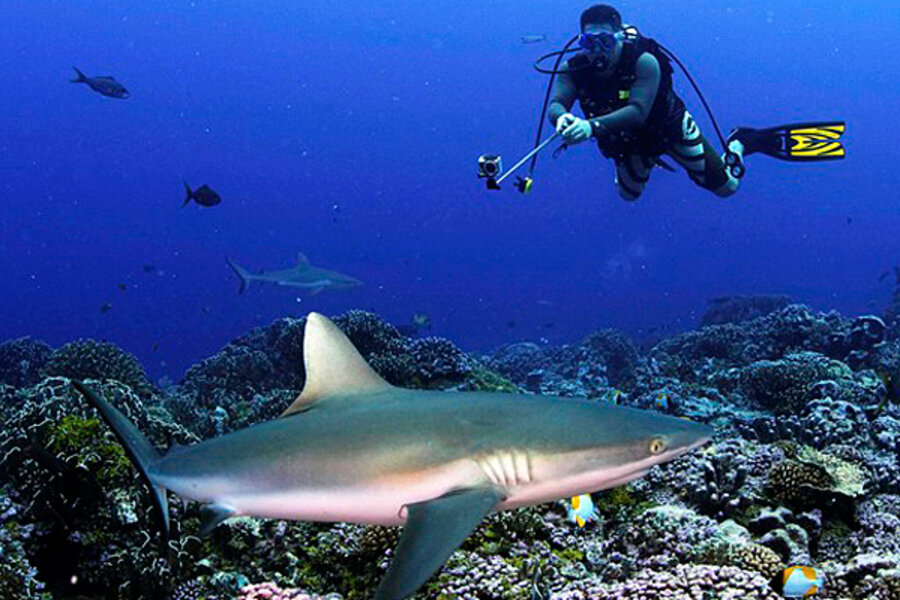 Sharks worth more in seas than in soups, study finds - CSMonitor.com