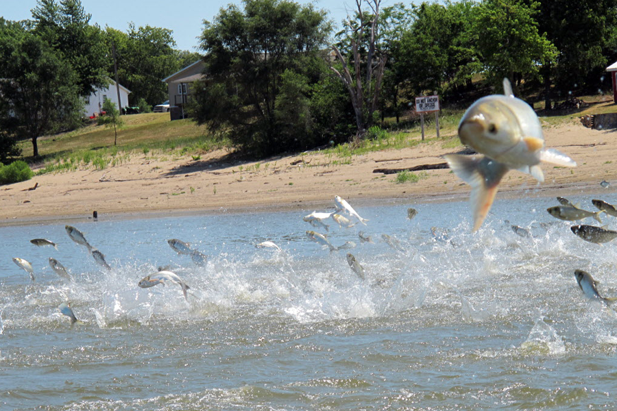 Carpe diet? Chinese firm's plan to export Asian carp could help US ...