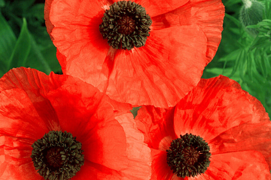 Starlets of the garden - CSMonitor.com