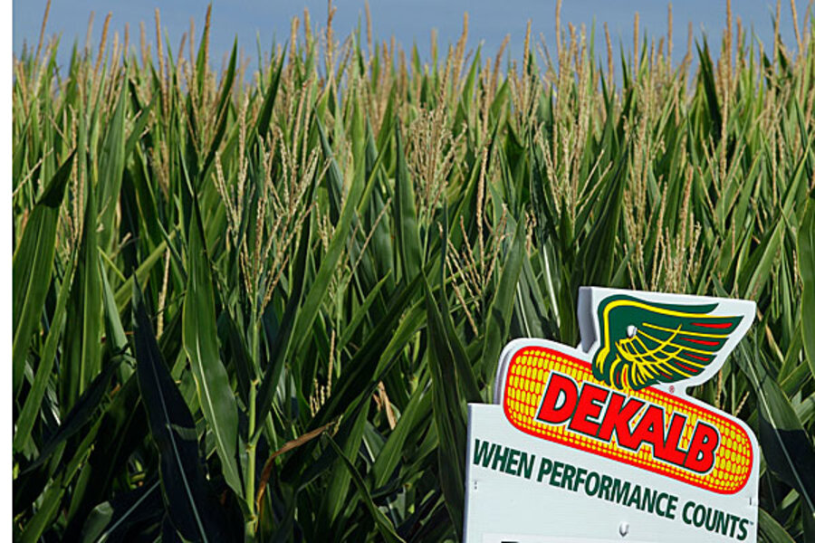 GMO rats - CSMonitor.com