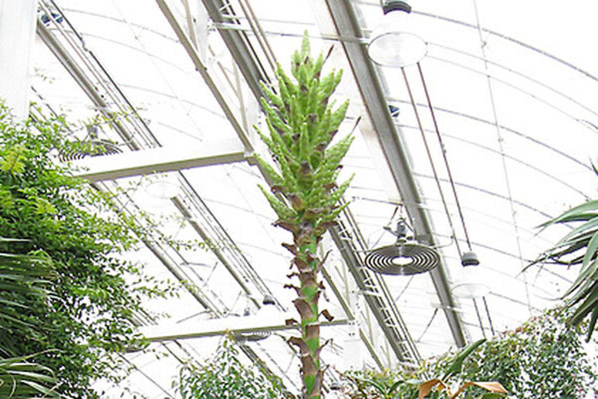 'Sheep-eating' plant towers over English countryside. Oh my ...