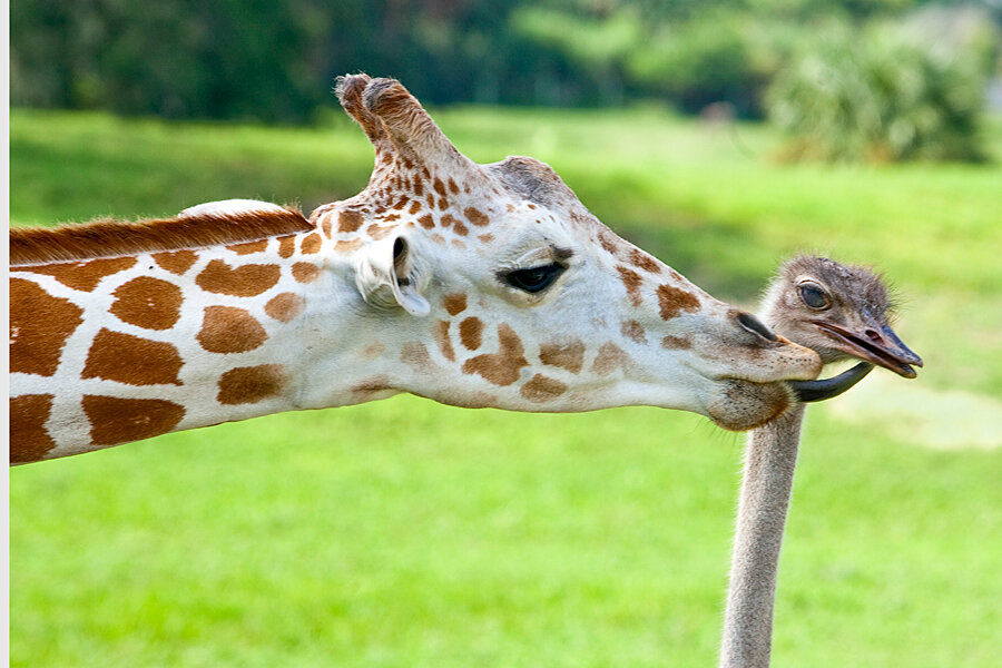 Amazing animals - CSMonitor.com