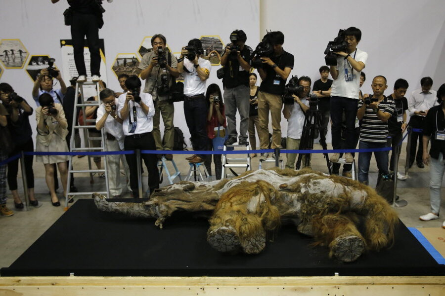 Woolly mammoth goes on view in Japan - CSMonitor.com