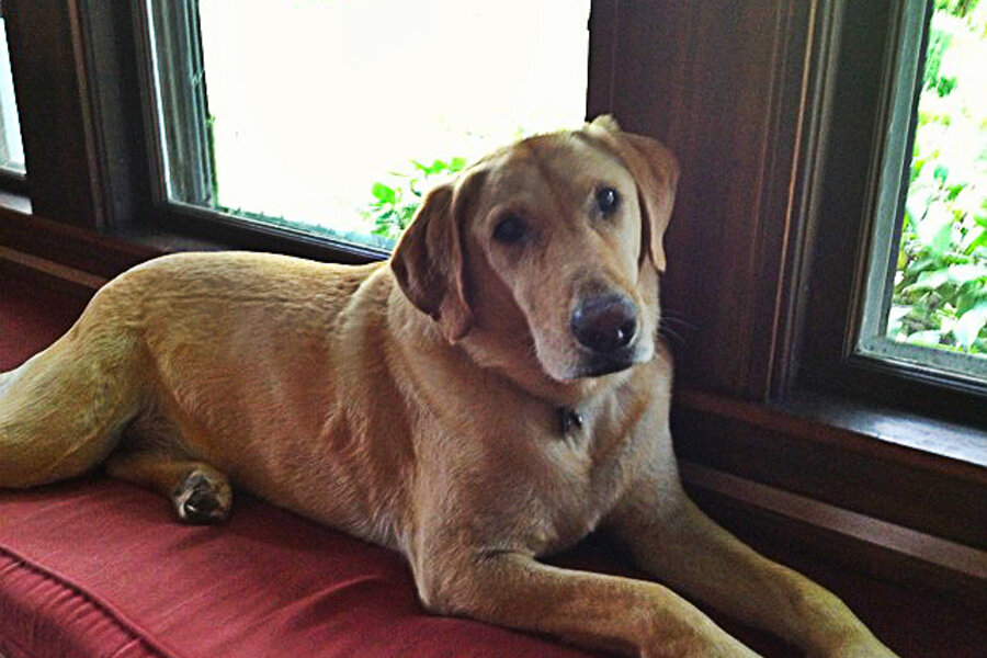 Rescue dog Albie: A year later, an owner reflects on adopting his best ...