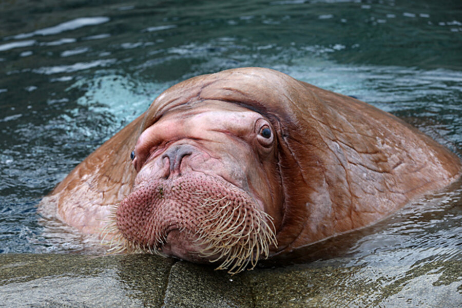 25 walruses killed in Alaska: Another poaching case? - CSMonitor.com