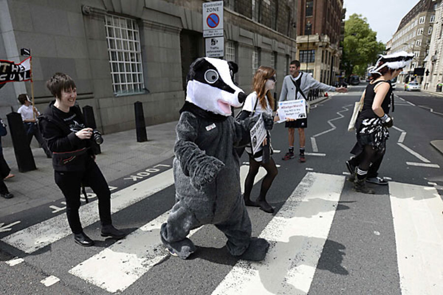 Badger cull in Britain sparks protest - CSMonitor.com