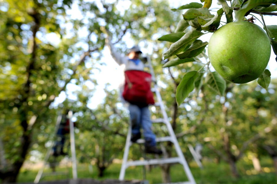 Climate change means soft and sour apples, study finds - CSMonitor.com