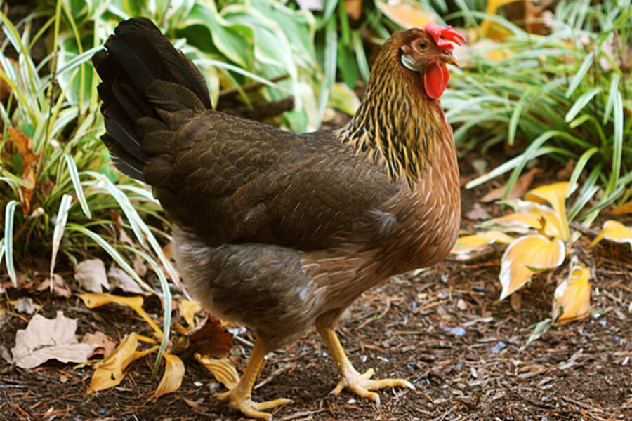 Rescued hens flown across US. A new frontier for animal welfare ...