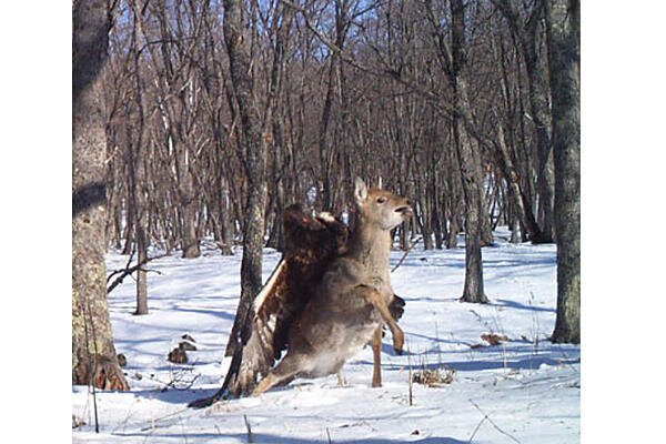 Oh deer! Eagle kills deer in startling glimpse of alpha bird behavior ...