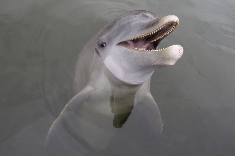 Are dolphins basically wet bats? Genetic study reveals surprising ...