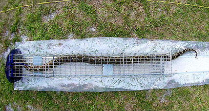 Overrun with snakes, Florida looks to bounty hunters - CSMonitor.com