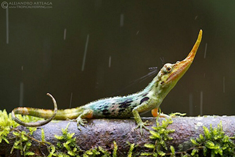 No lie: Pinocchio lizard turns up in Ecuador - CSMonitor.com