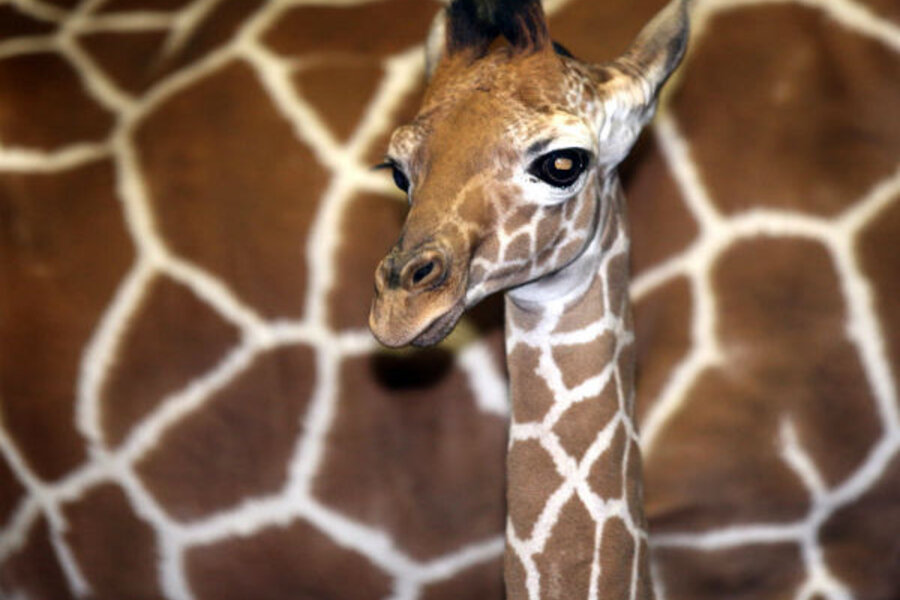 Giraffe riddle rouses Facebook users' 'inner children' - CSMonitor.com