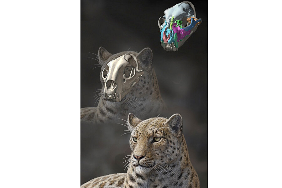 Scientists in Tibet discover earliest known cat fossil - CSMonitor.com