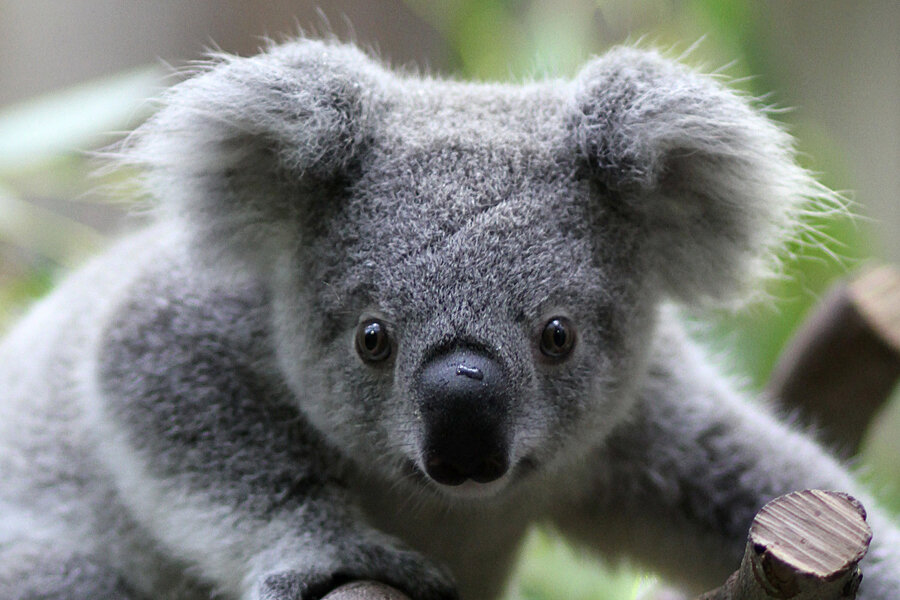 Scientists discover bizarre 'organ' in koalas - CSMonitor.com Scientists discover bizarre 'organ' in koalas - CSMonitor.com