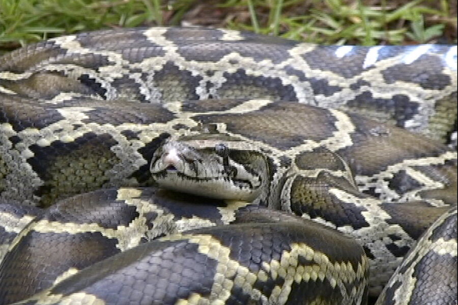 How the python got its big gulp - CSMonitor.com