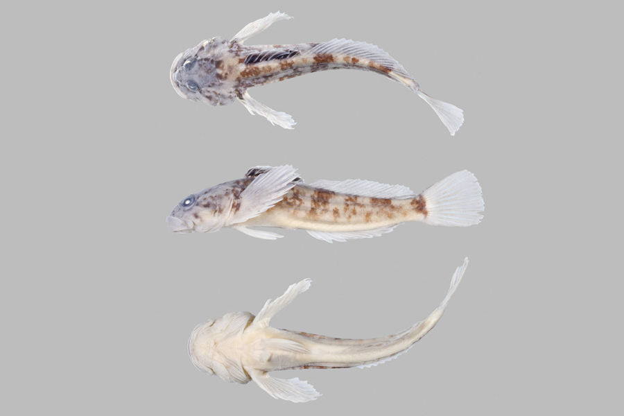 New fish species found identified in 2 N. Idaho rivers - CSMonitor.com