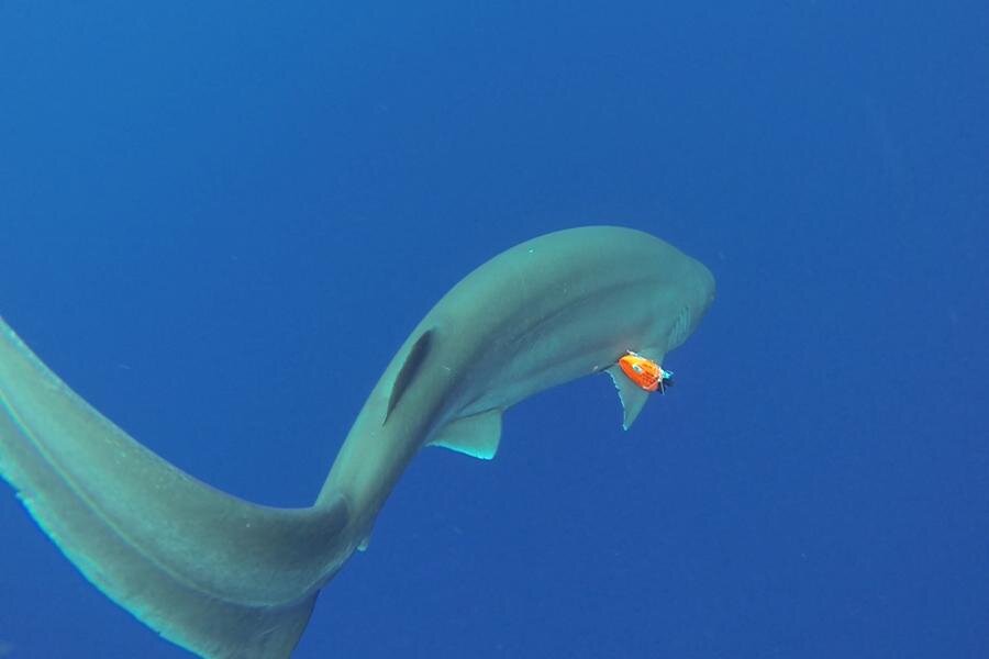 Sharks with cameras attached to their fins reveal surprising behavior ...